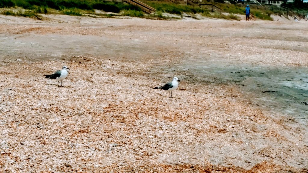 Living in a COVID-19 World | Tery Spataro